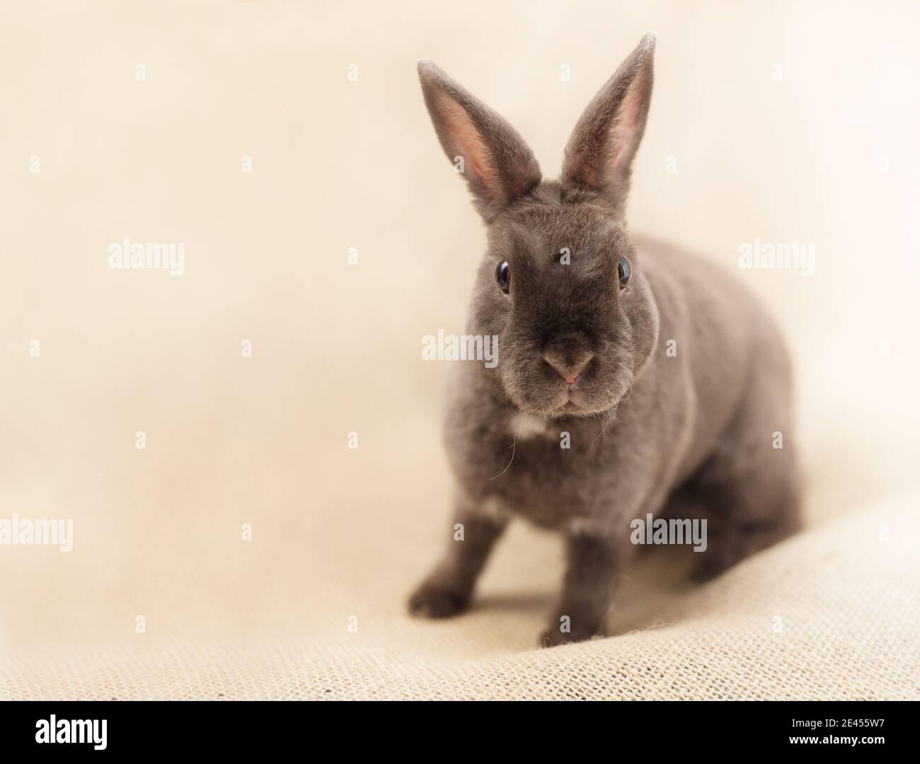 small gray and black newborn blind rabbits lie on the dry grass and on ...