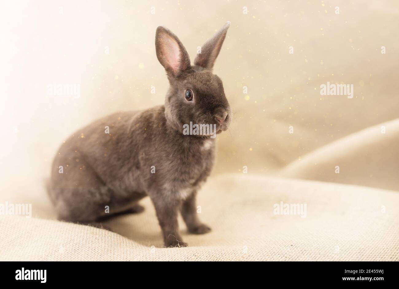 small gray and black newborn blind rabbits lie on the dry grass and on ...