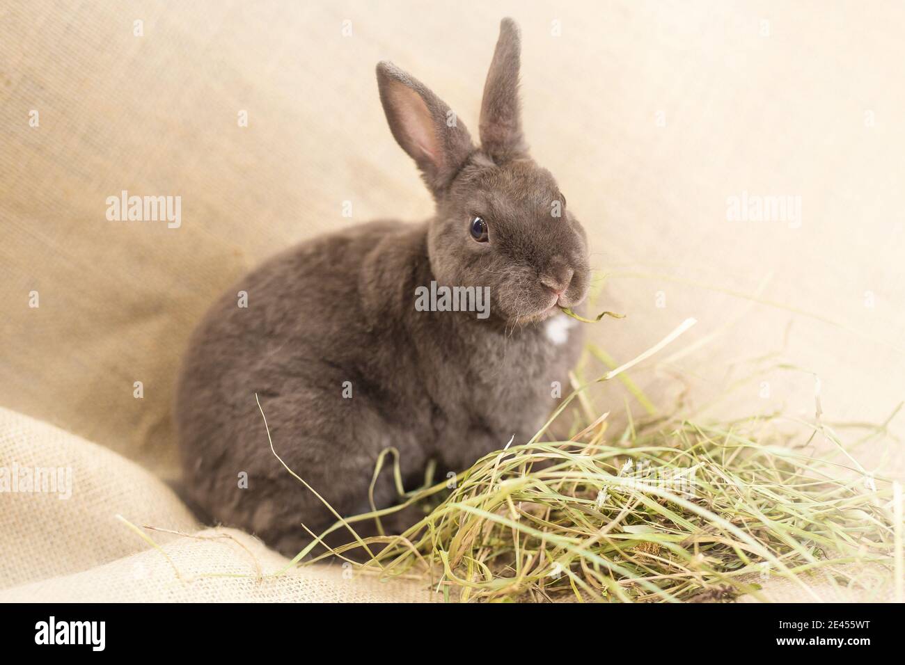 Adult baby rabbits hi-res stock photography and images - Alamy