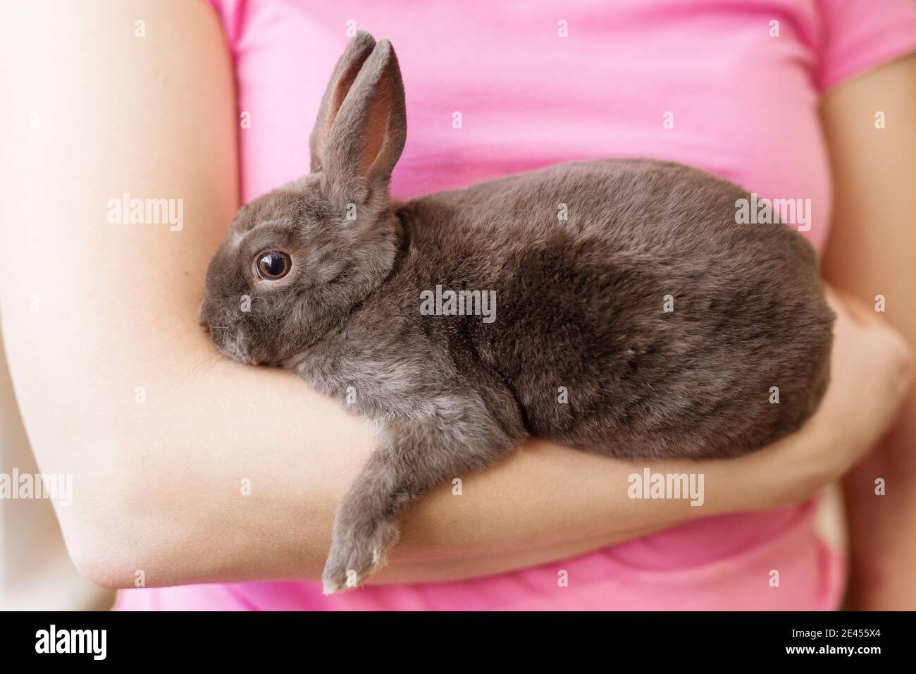 small gray and black newborn blind rabbits lie on the dry grass and on ...