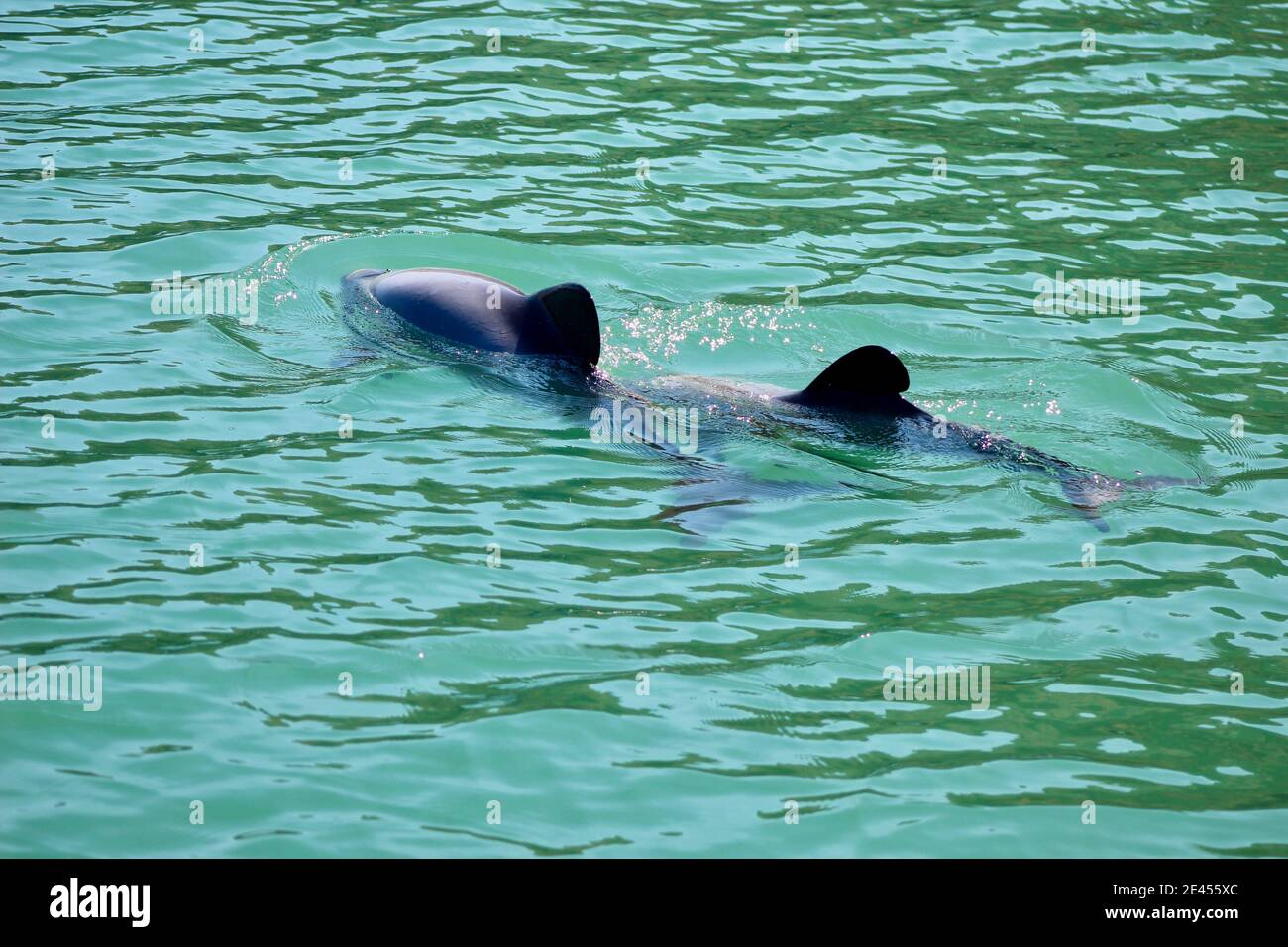 Species of dolphins hi-res stock photography and images - Alamy