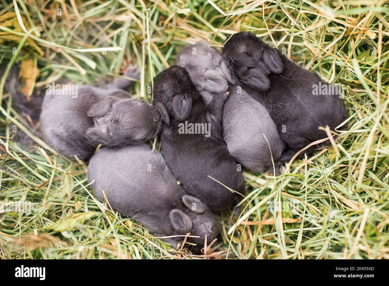 Newborn baby rabbits hi-res stock photography and images - Alamy