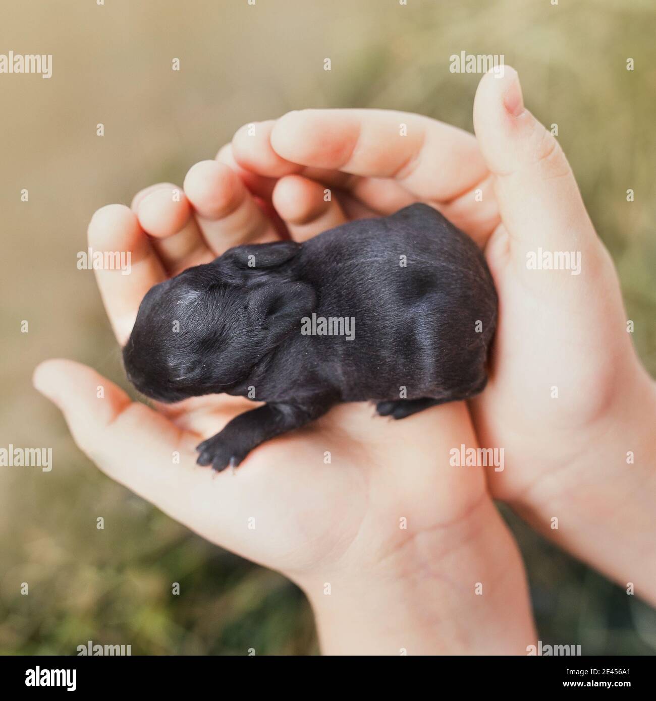 Adult baby rabbits hi-res stock photography and images - Alamy