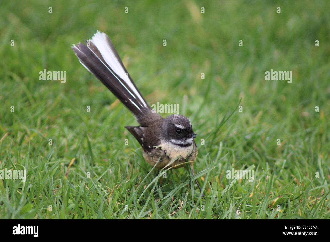 New Zealand Fantail Stock Photo - Alamy