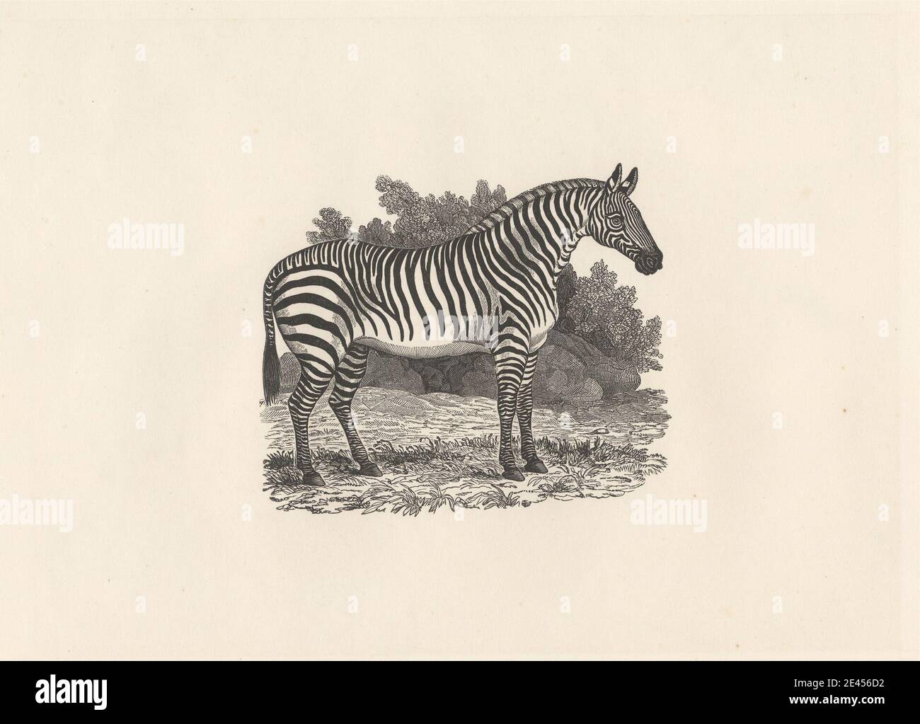 Zebra print engraving hi-res stock photography and images - Alamy