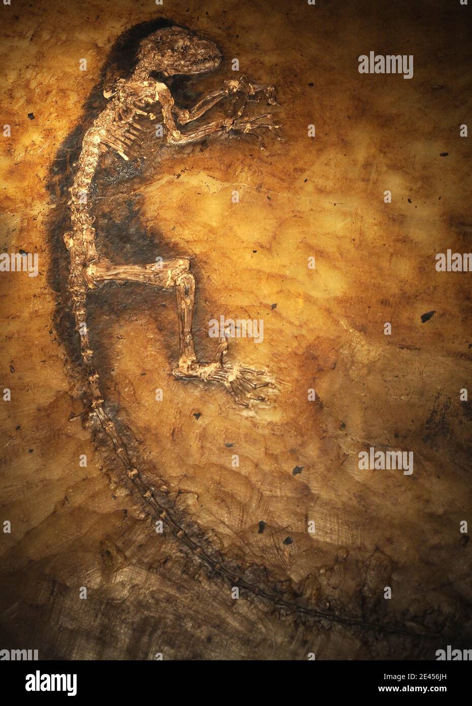 News conference for the unveiling of Ida, a landmark 47 million year ...