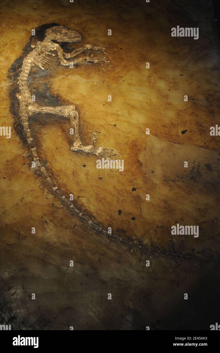 Fossile de primate hi-res stock photography and images - Alamy