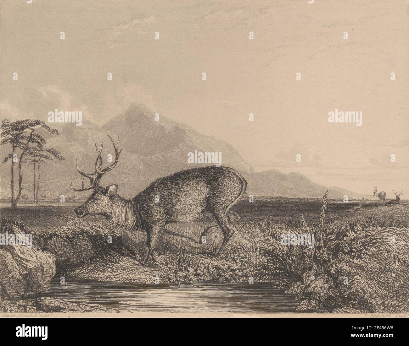 British stag hi-res stock photography and images - Alamy