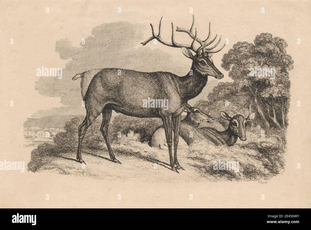 Buck with two hi-res stock photography and images - Alamy