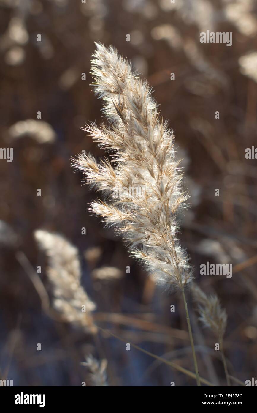 Dry reed on a frozen river in the sun in winter. Natural background ...