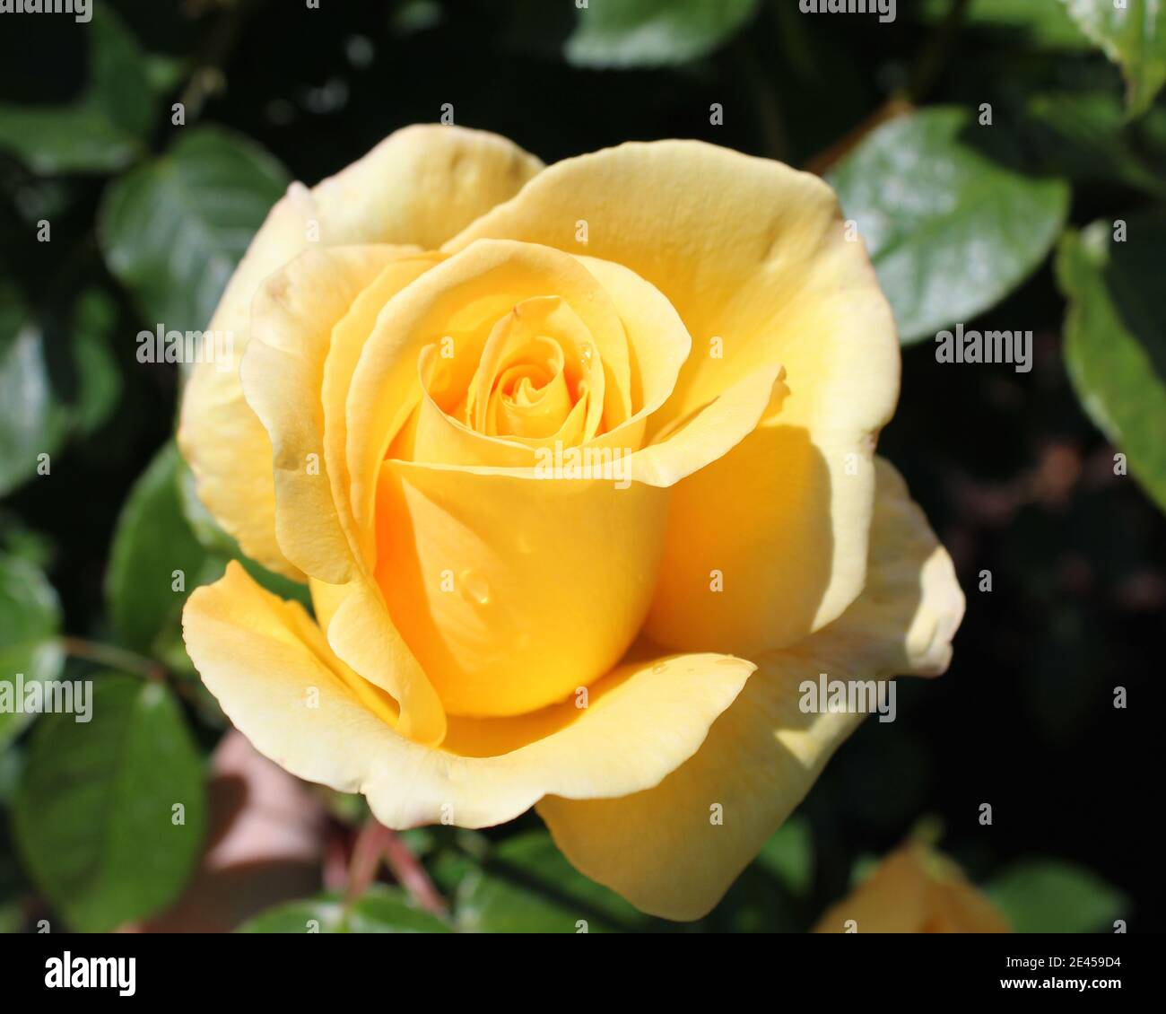 Dew on petals hi-res stock photography and images - Alamy