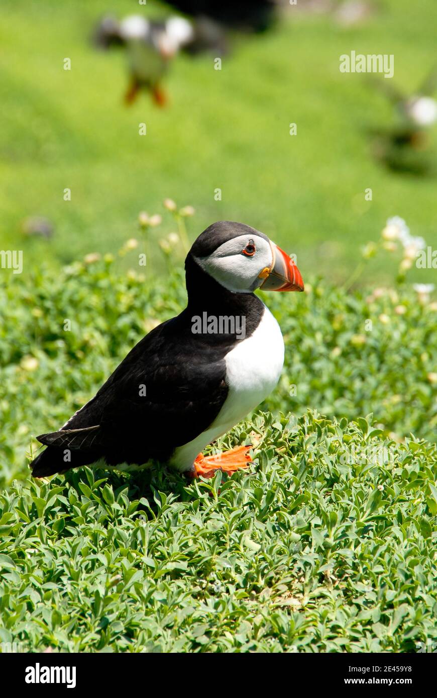 Puffin tourism hi-res stock photography and images - Alamy