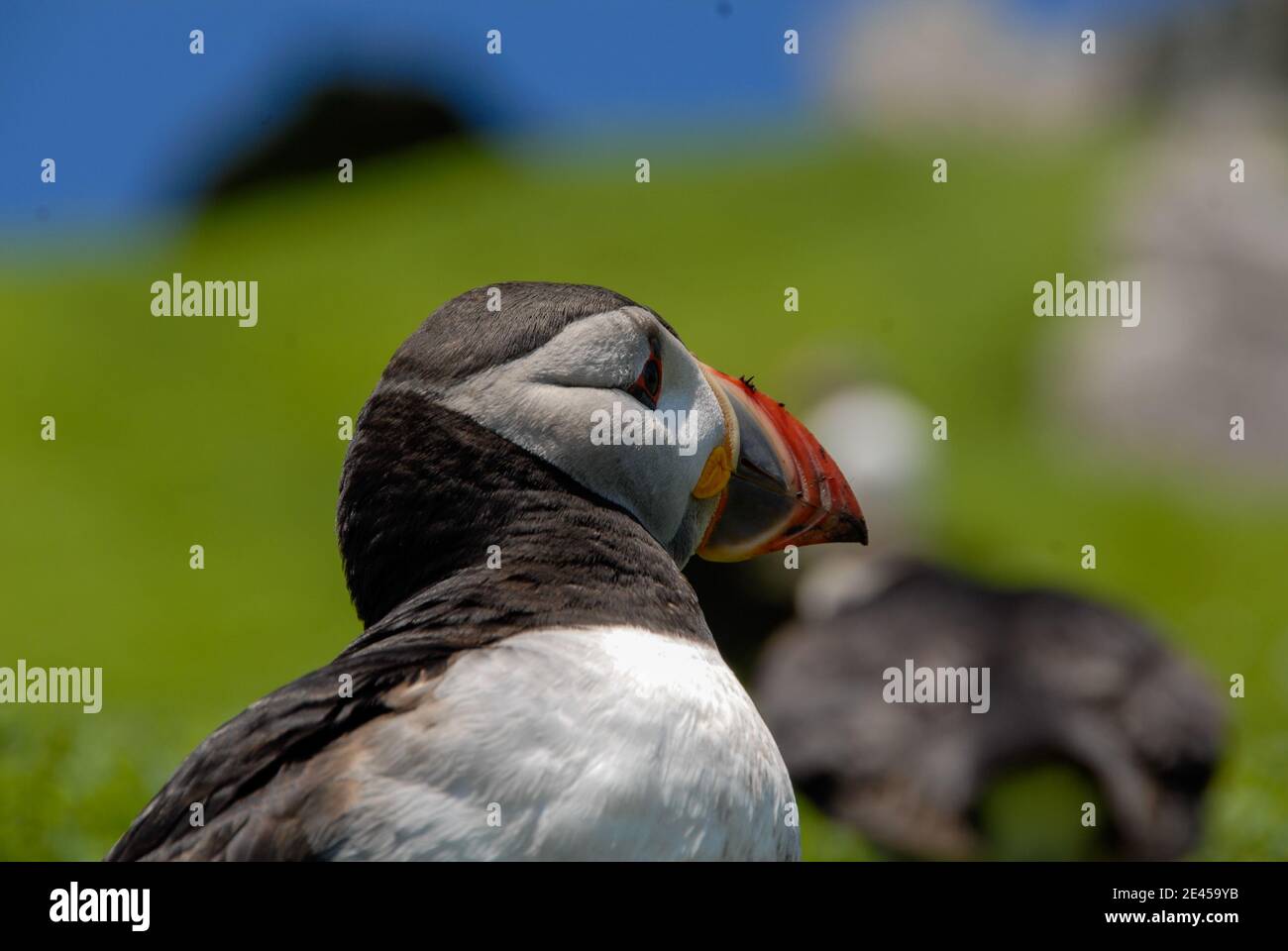 Irish puffin hi-res stock photography and images - Alamy