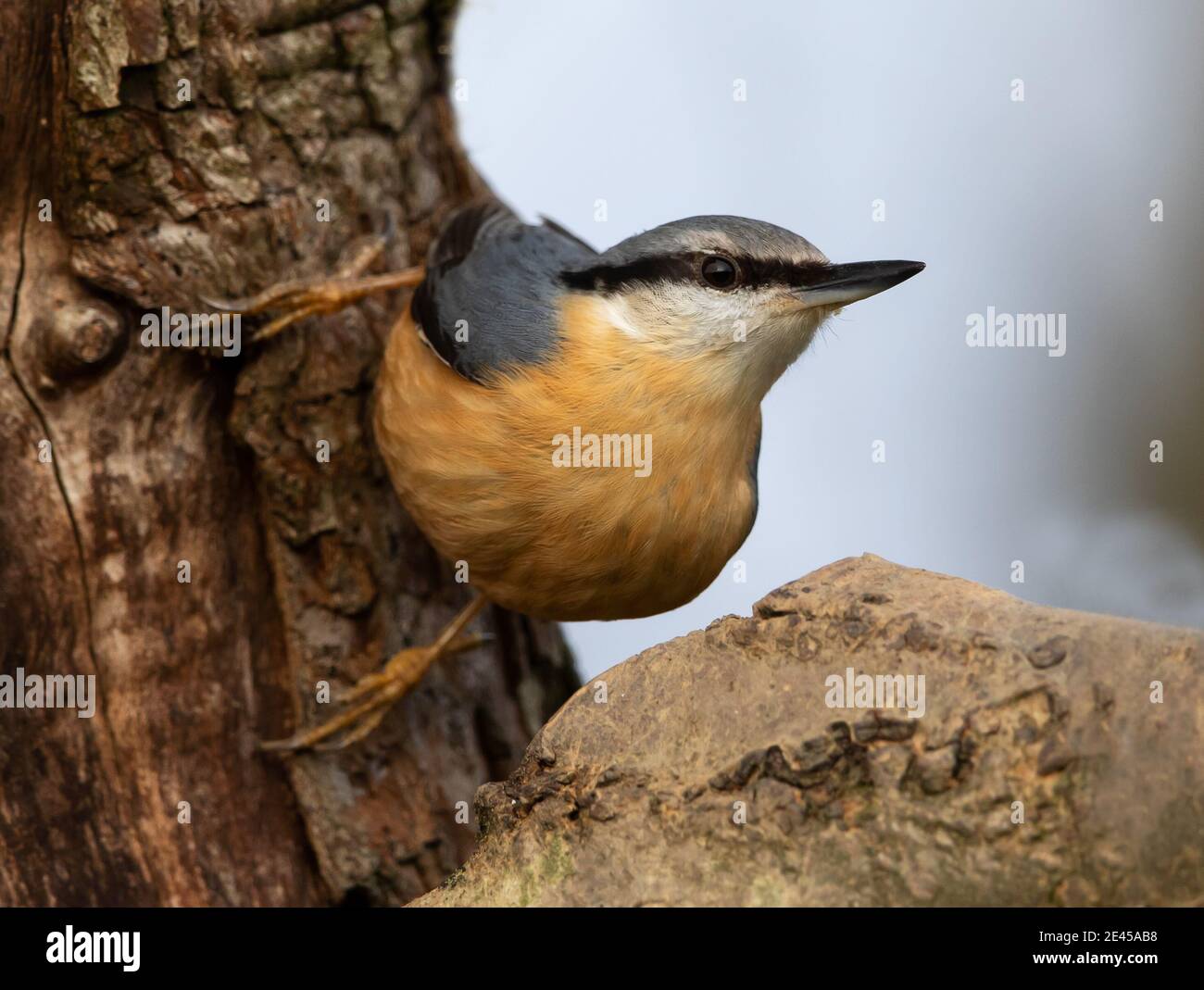 Nuthatch typical pose hi-res stock photography and images - Alamy