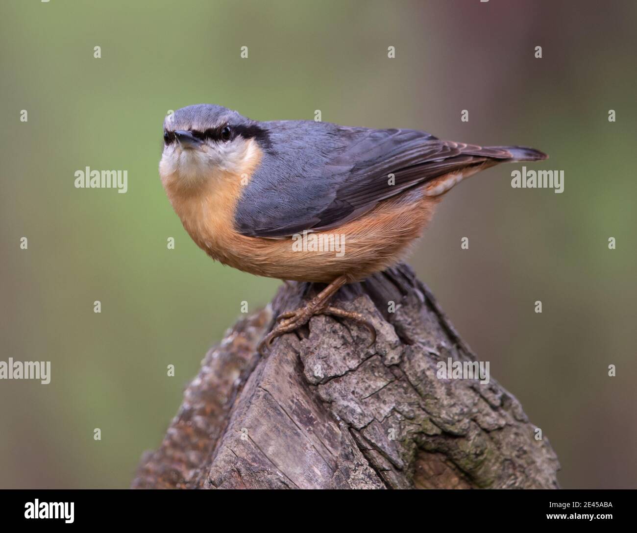Nuthatch typical pose hi-res stock photography and images - Alamy