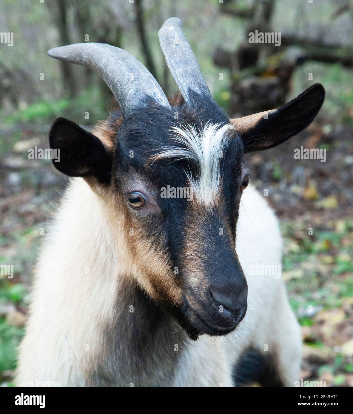 Goat. Portrait of a goat on a farm in the village. Beautiful goat ...