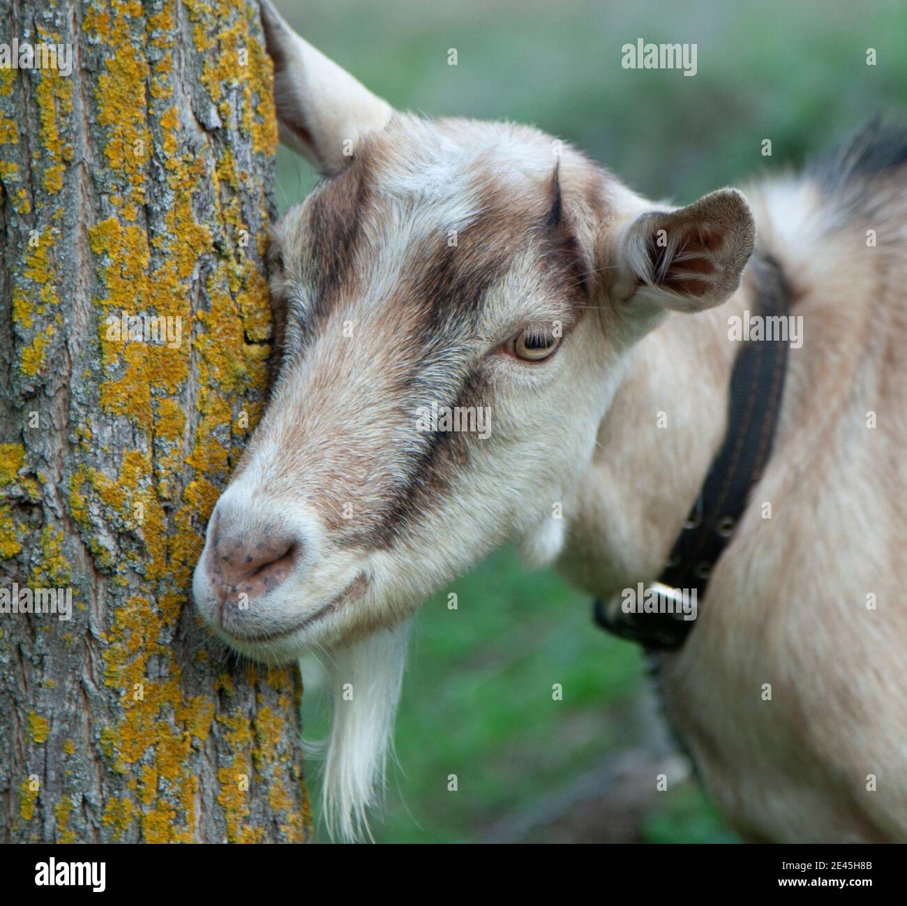 Goat. Portrait of a goat on a farm in the village. Beautiful goat ...