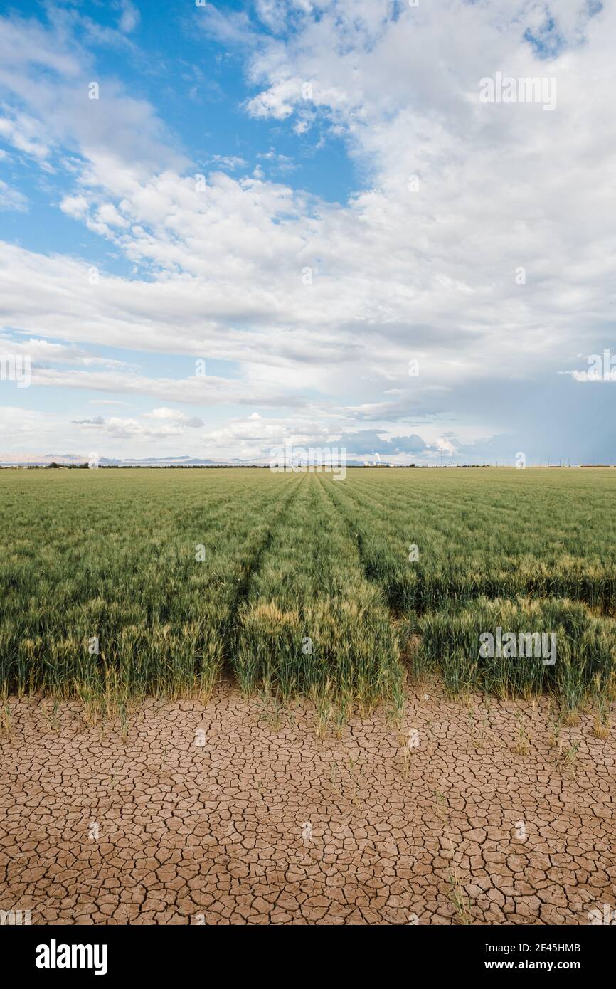 Wheat fields in the desert of Imperial Valley, California Stock Photo ...
