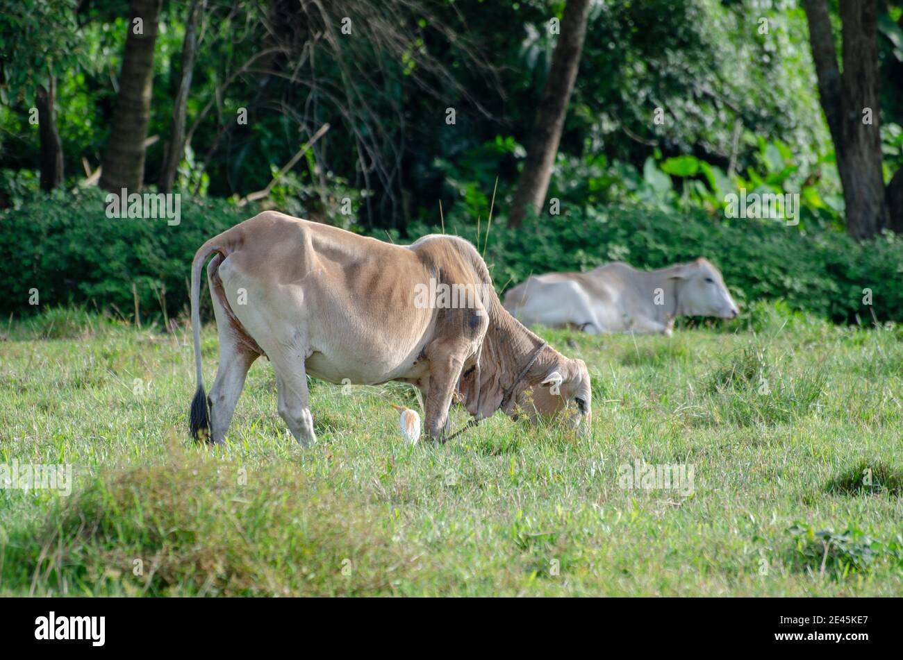 Closeup of a cow kissing a cattle, on a field during daylight Stock ...