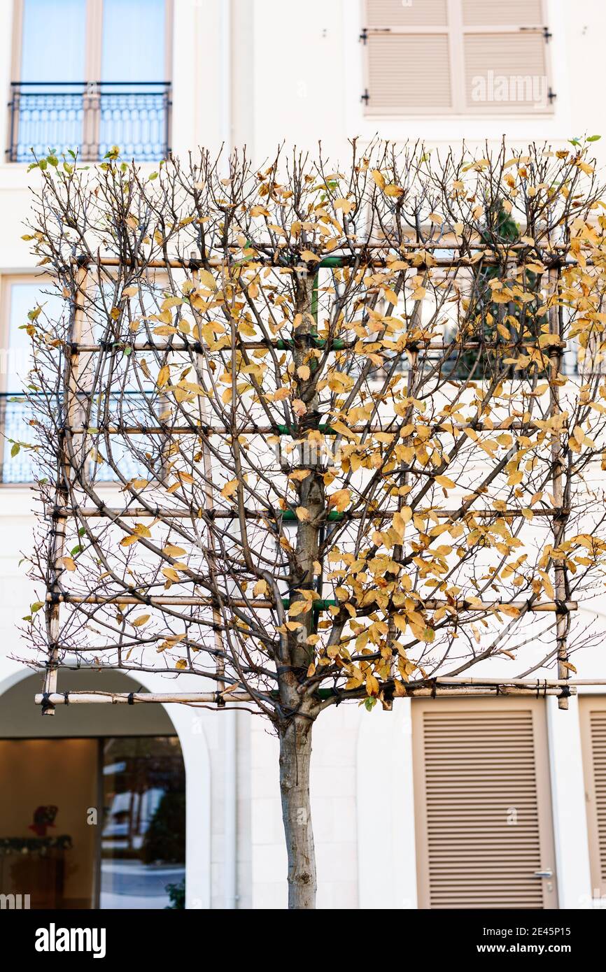Rainforest Tree Crown Green Leaves High Resolution Stock Photography ...