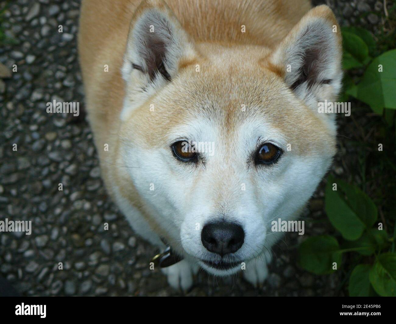 Shiba top view hi-res stock photography and images - Alamy