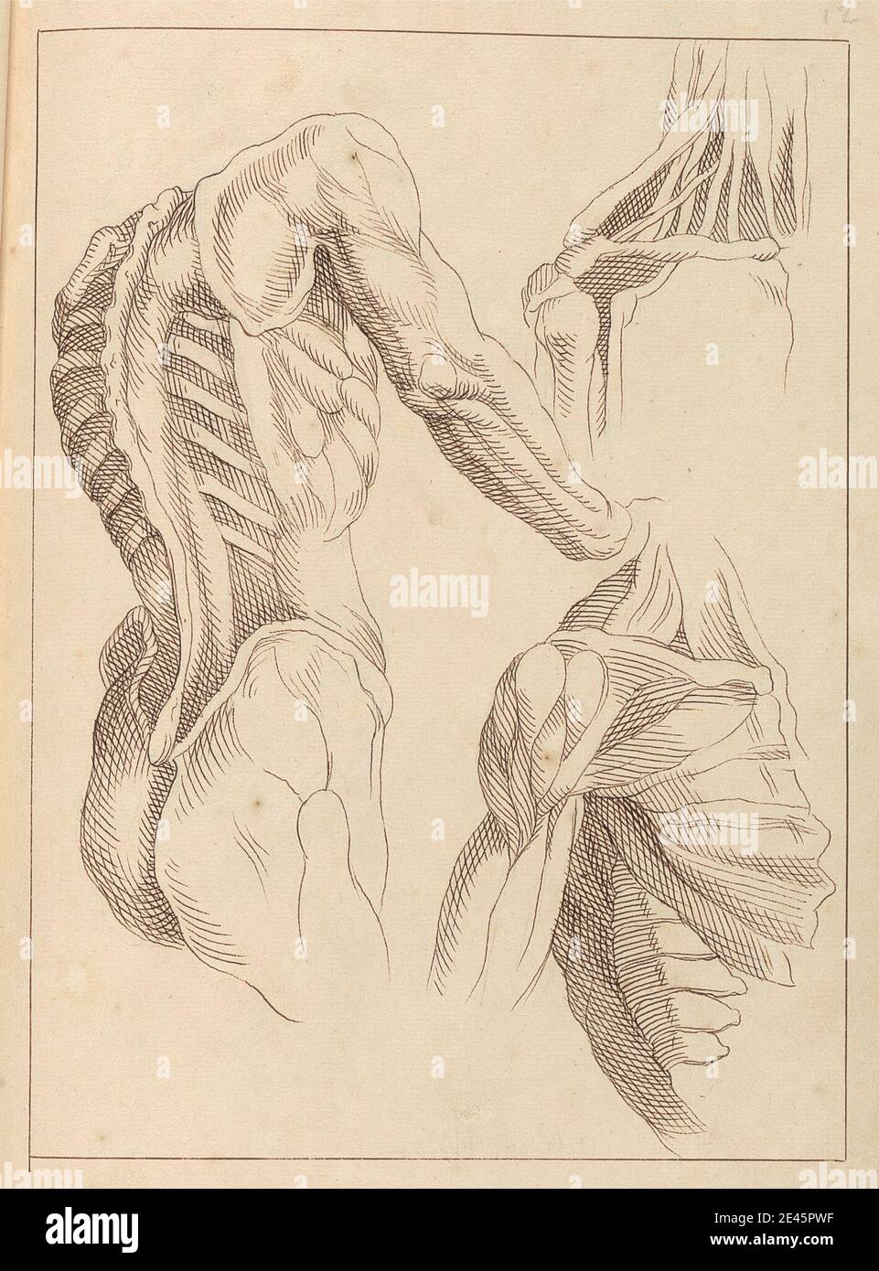 Hamlet Winstanley, 1698â€“1756, British, Various Anatomical Studies ...