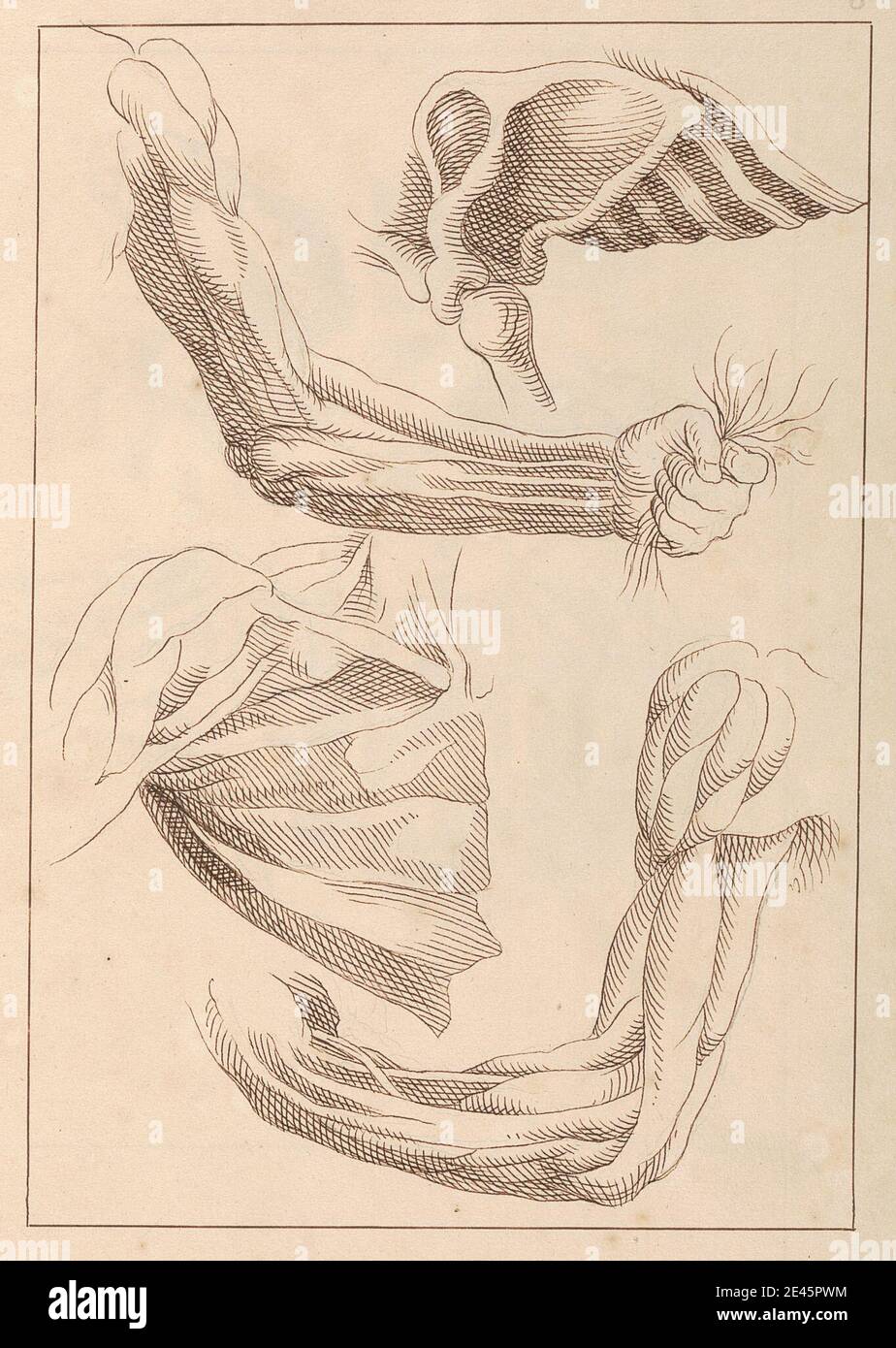 Hamlet Winstanley, 1698â€“1756, British, Anatomical Studies of Arms and ...
