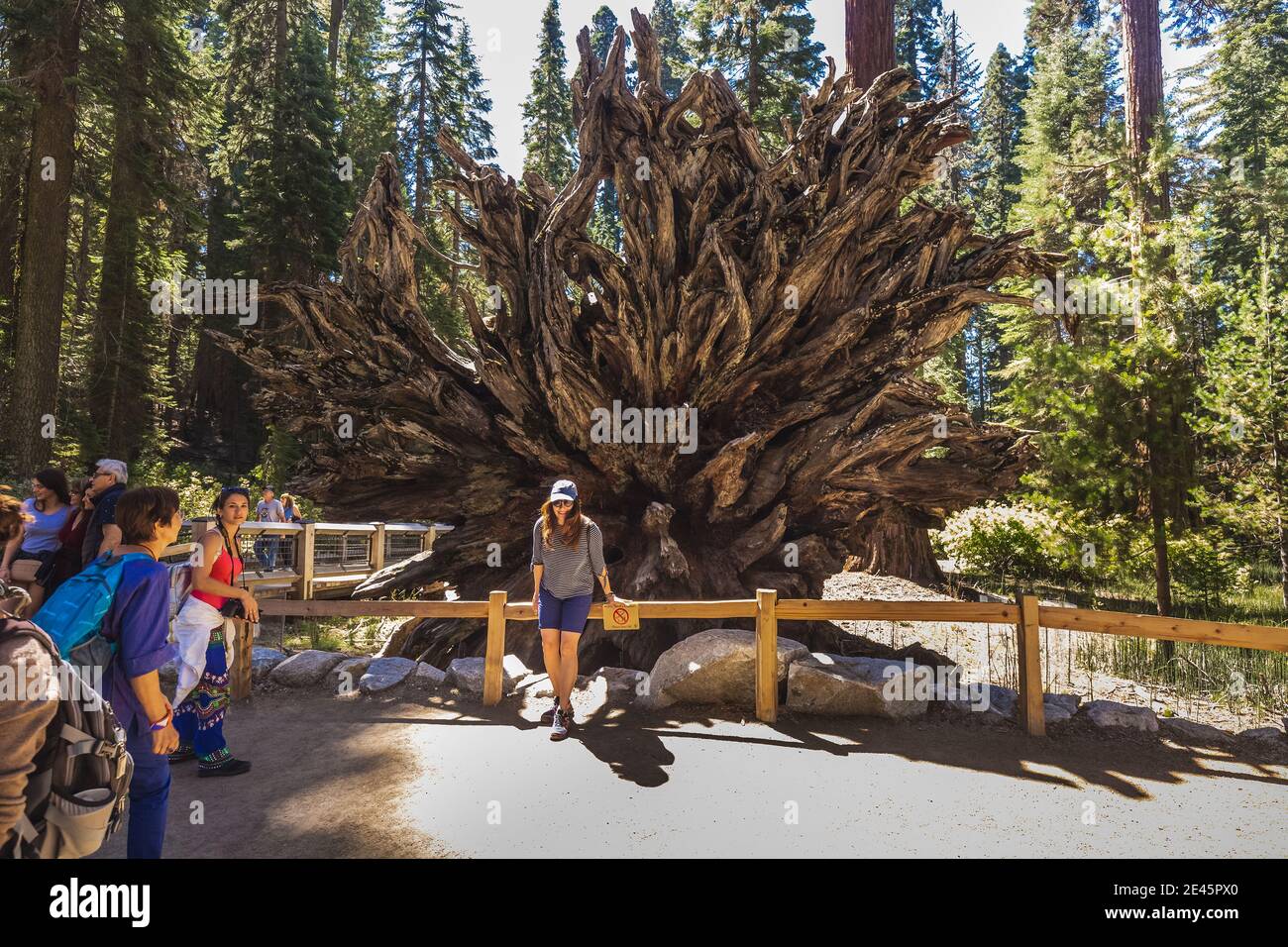 Old fallen sequoia hi-res stock photography and images - Alamy