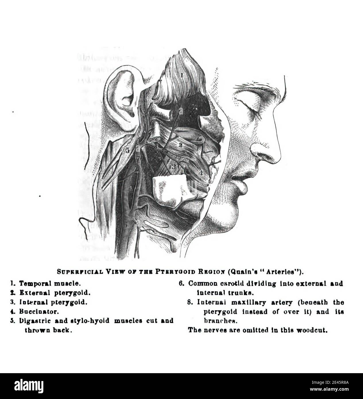 Infratemporal Region
