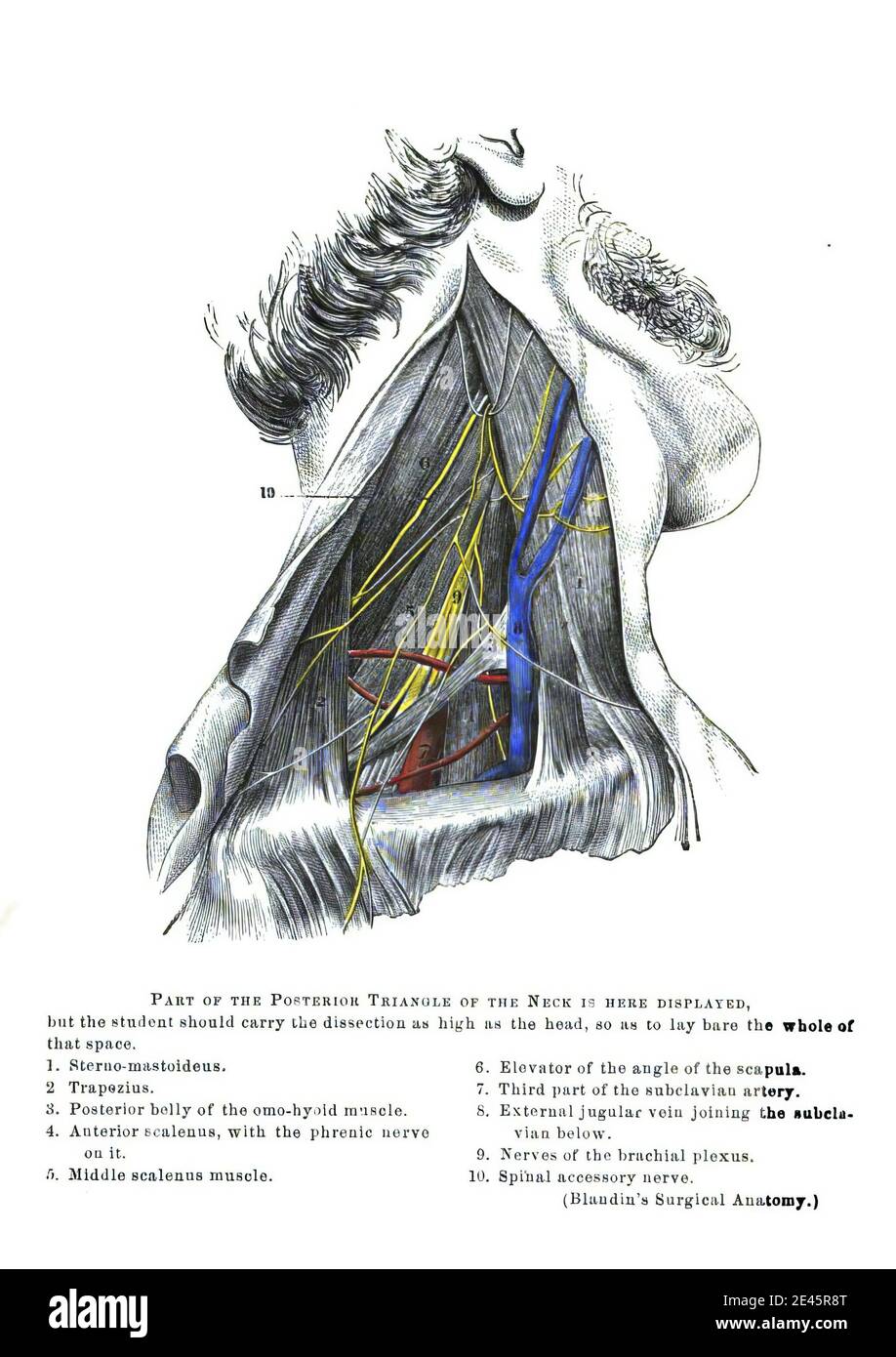 Structure of a anterior triangular surface of the neck from an old ...