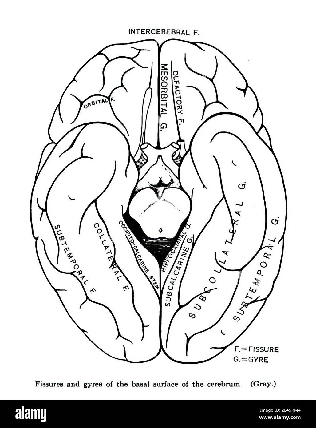 Basal surface of uppermost part of the brain from an anatomy textbook ...