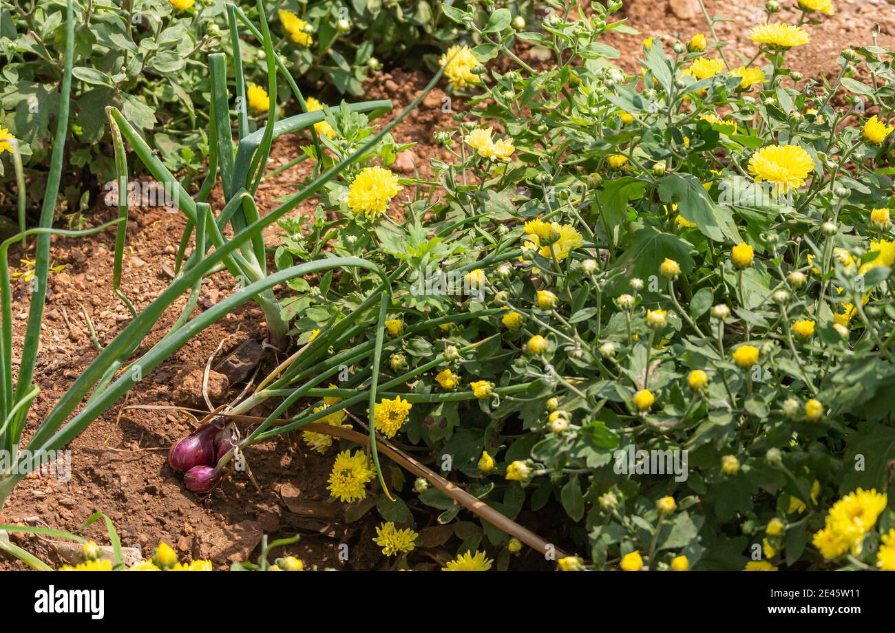 Shevanti plant hi-res stock photography and images - Alamy