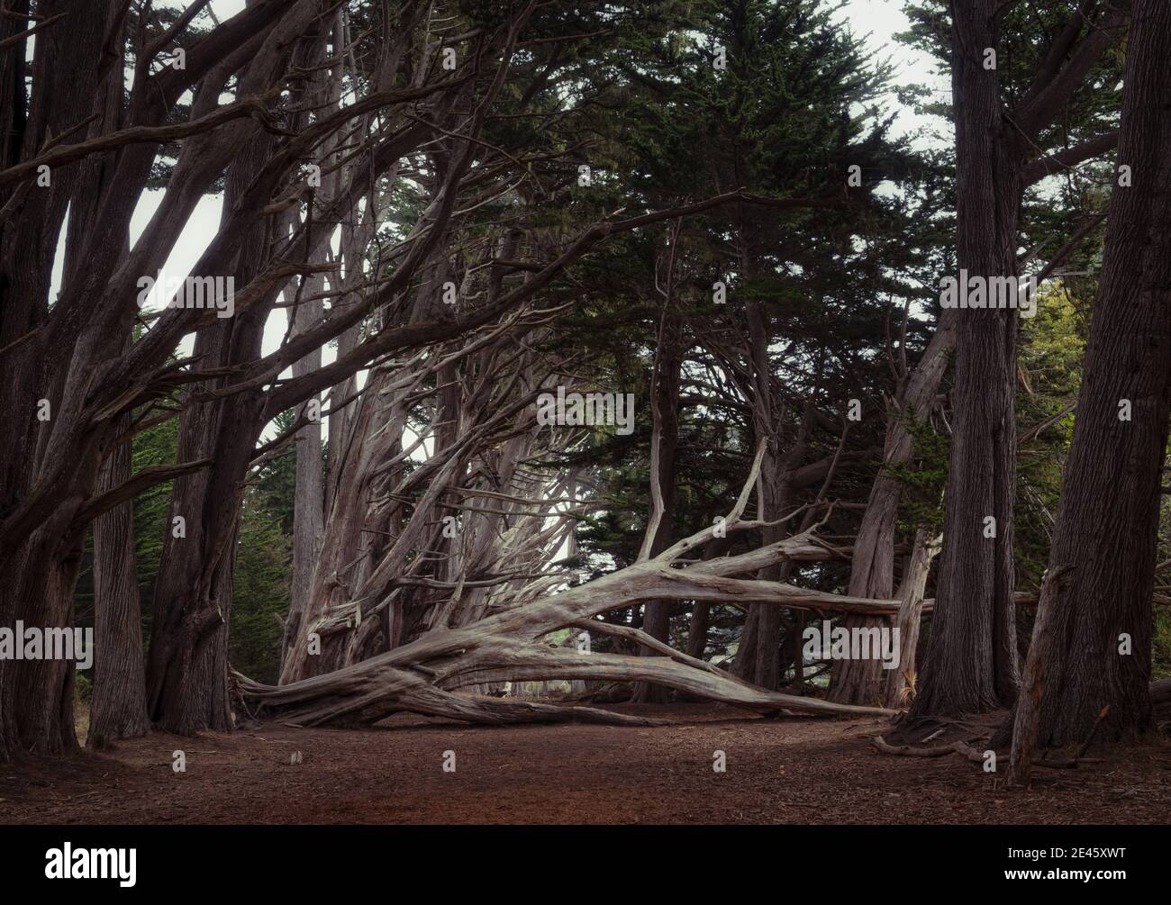 Fallen cypress tree, Coastal California landscape Stock Photo - Alamy