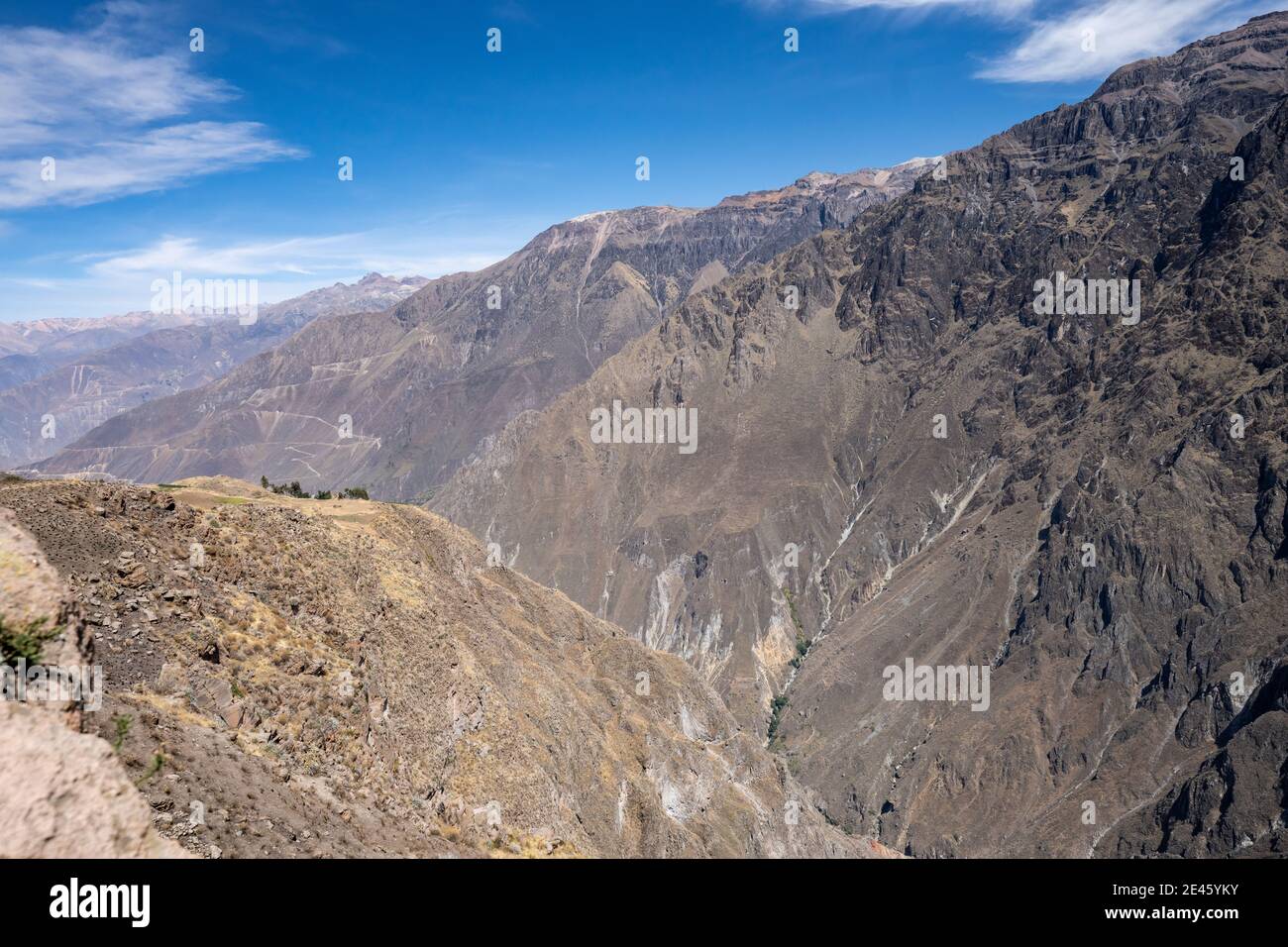 Colca canyon in Southern Peru is home to the Andean condor (Vultur ...