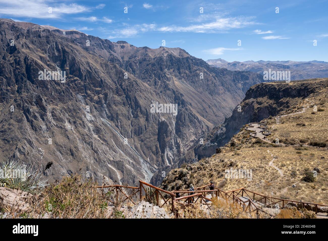 Colca canyon in Southern Peru is home to the Andean condor (Vultur ...