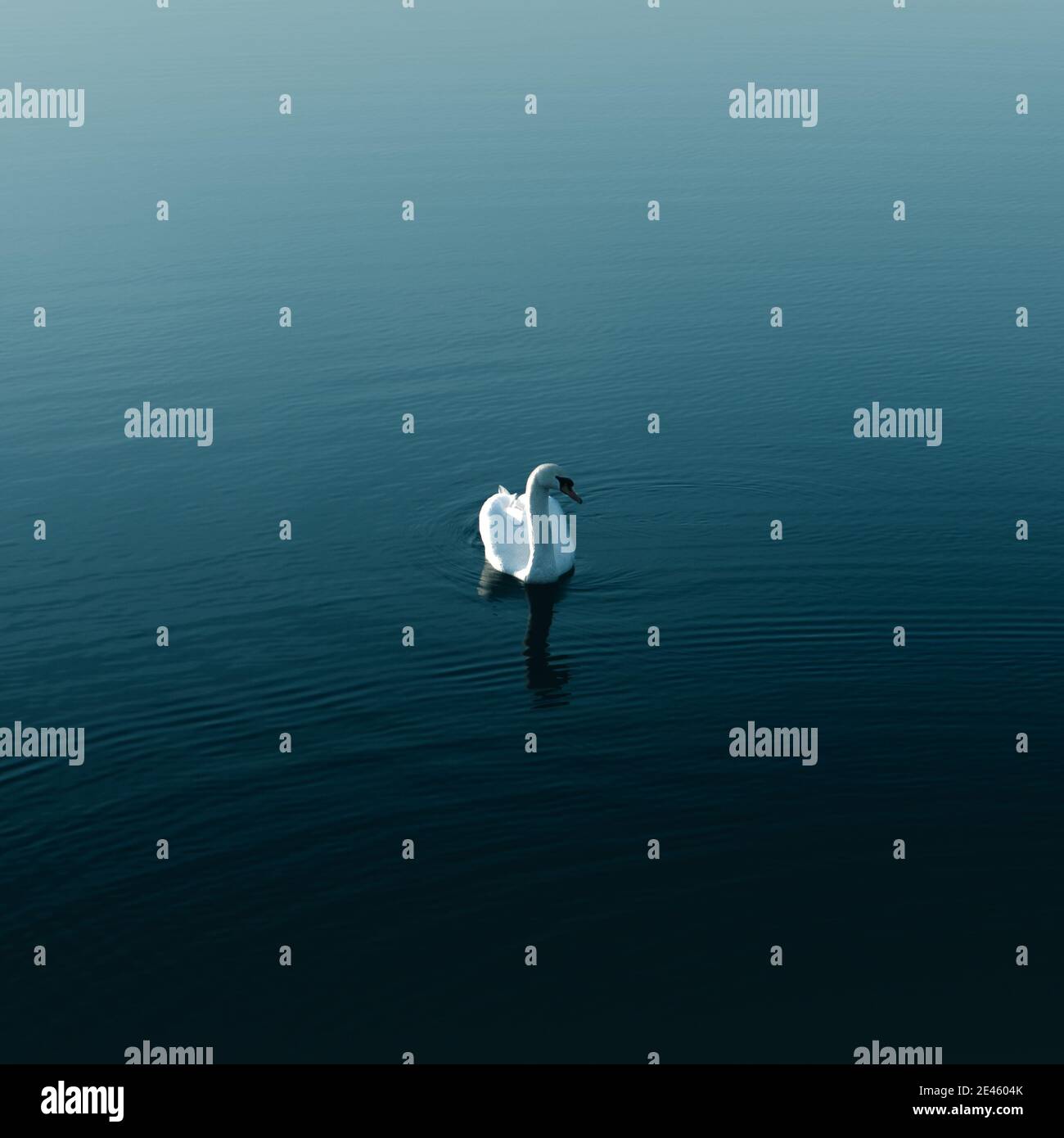 Lonely swan in the water Stock Photo - Alamy