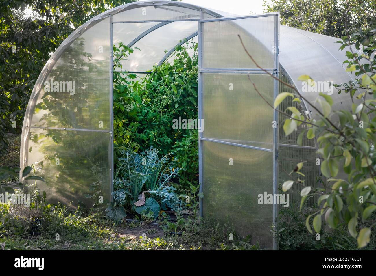 Greenhouse. Organic food. Open greenhouse with tomatoes in the middle ...
