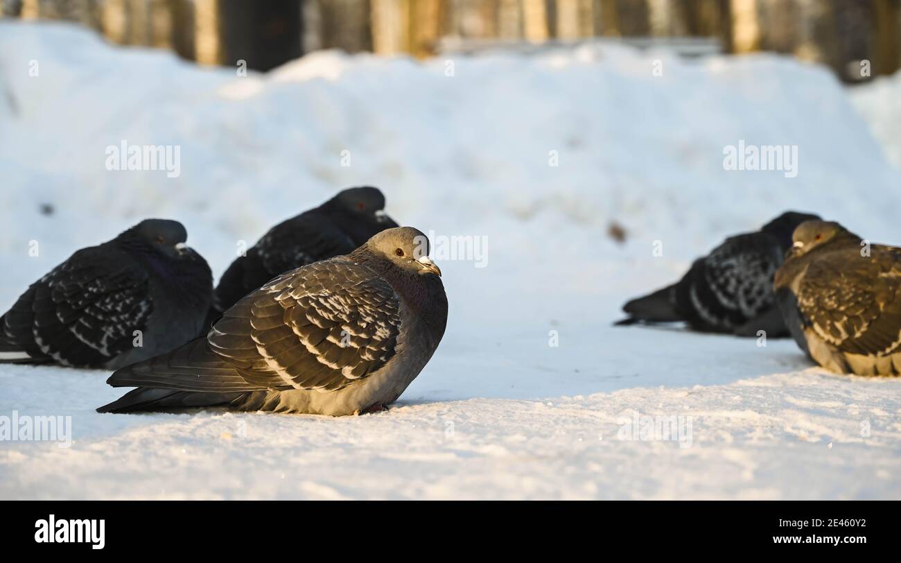 Pigeons sitting on ground hi-res stock photography and images - Alamy