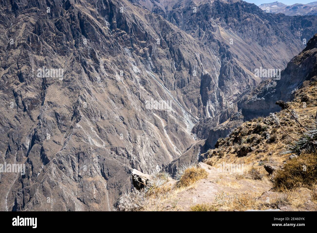Colca canyon in Southern Peru is home to the Andean condor (Vultur ...