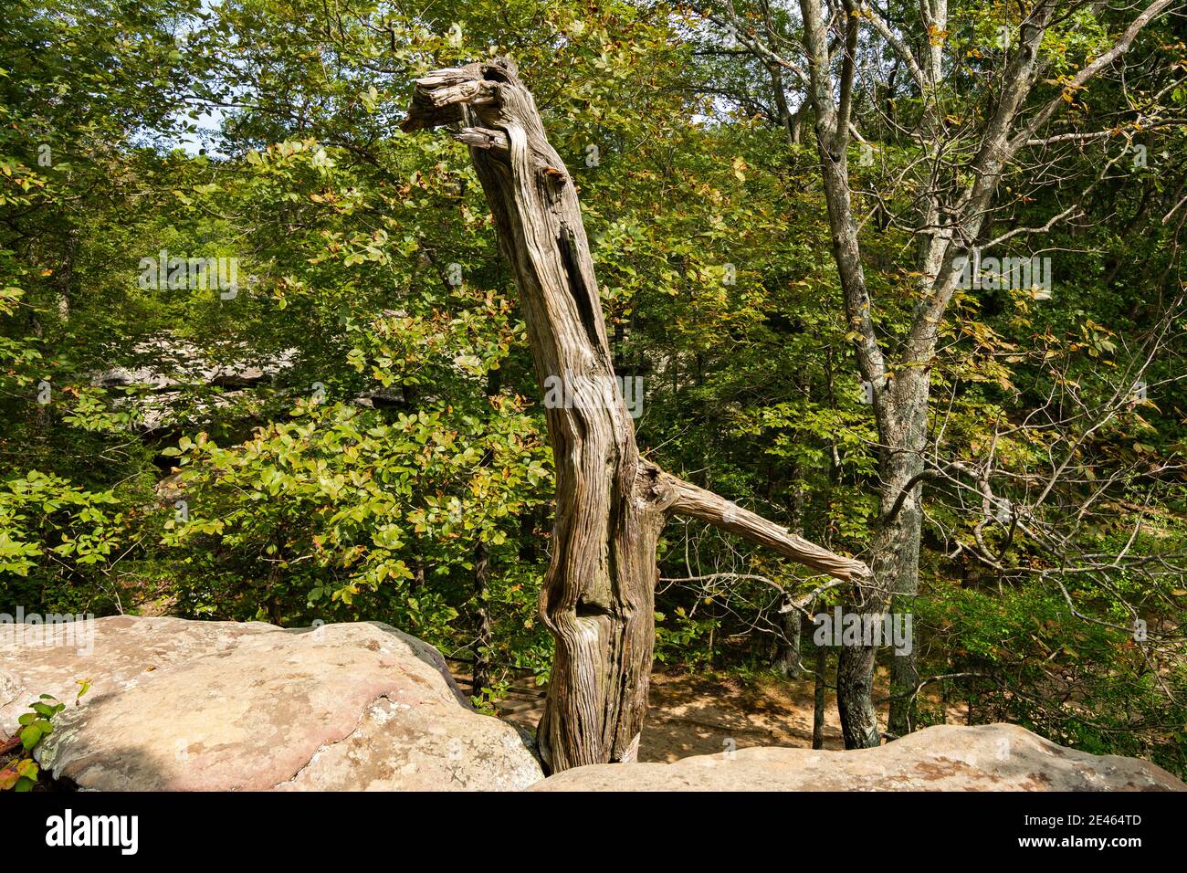 Dead tree with summer landscape in the background. Shawnee National ...