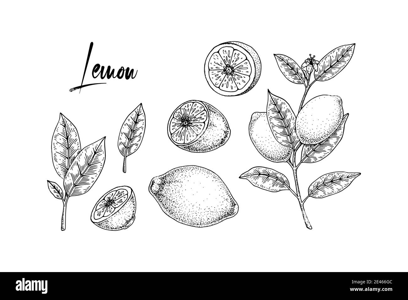 Hand drawn set of lemon design elements. Whole lemon, slice, branch ...