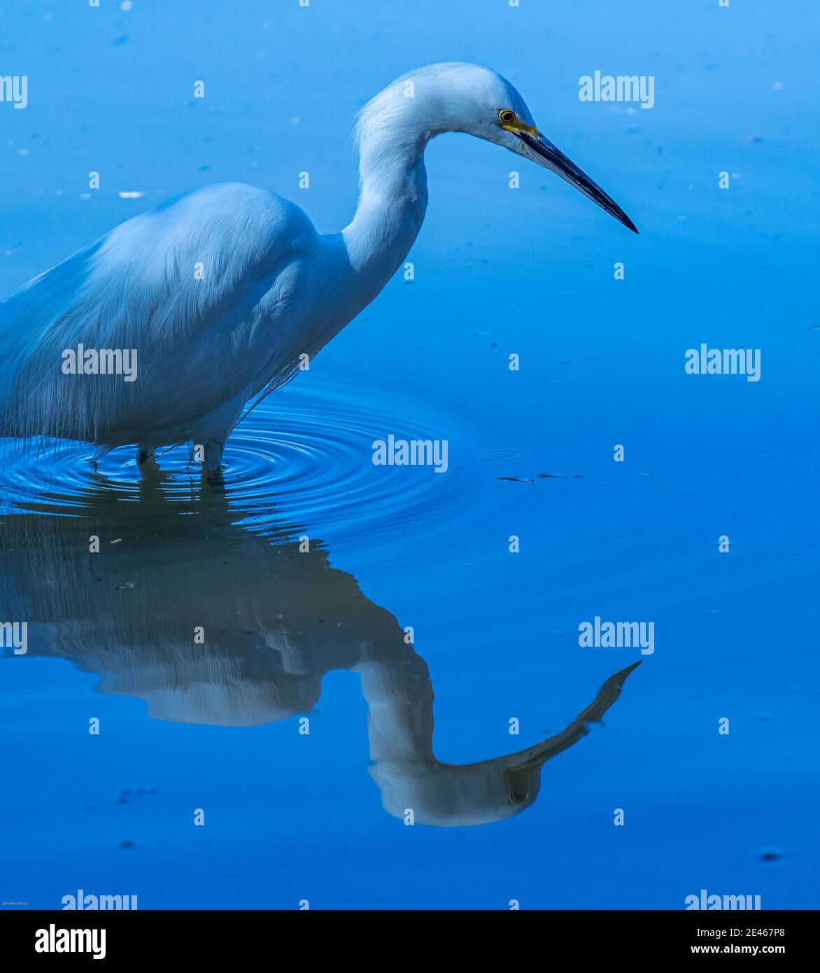 One Great Egret standing in the water with reflection Stock Photo - Alamy
