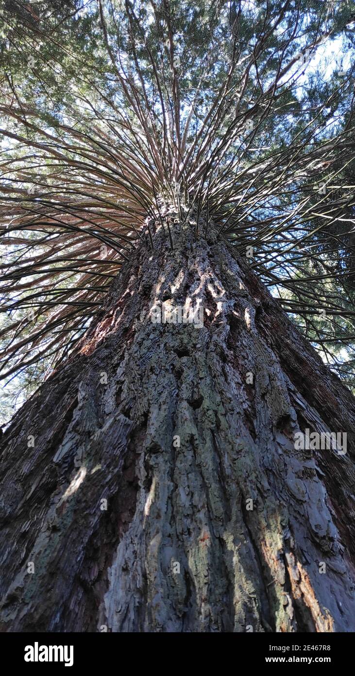 Vertical low angle shot of a huge tree with long and thin branches ...