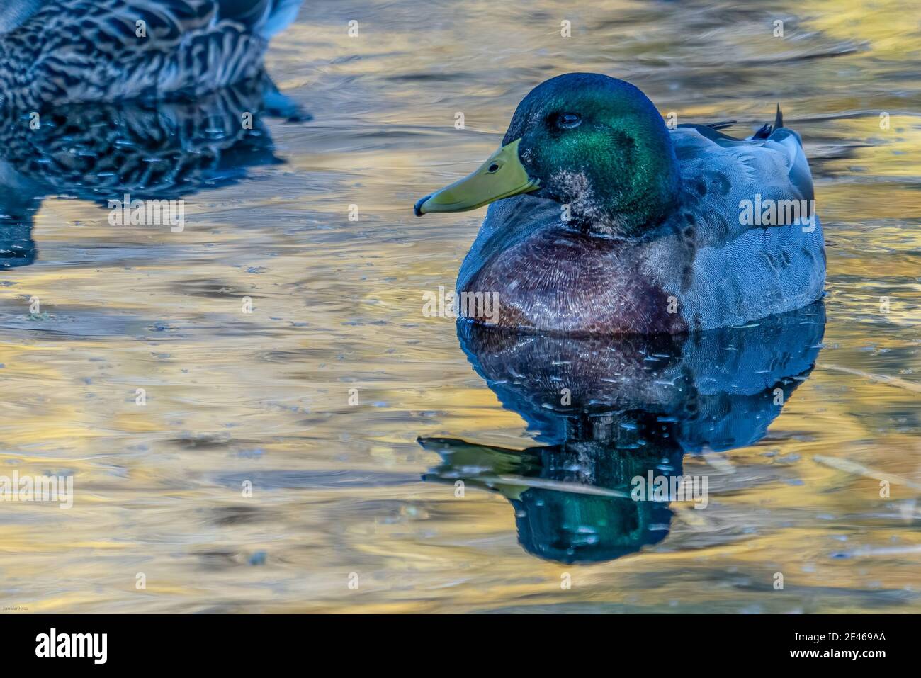 Golden mallard hi-res stock photography and images - Alamy