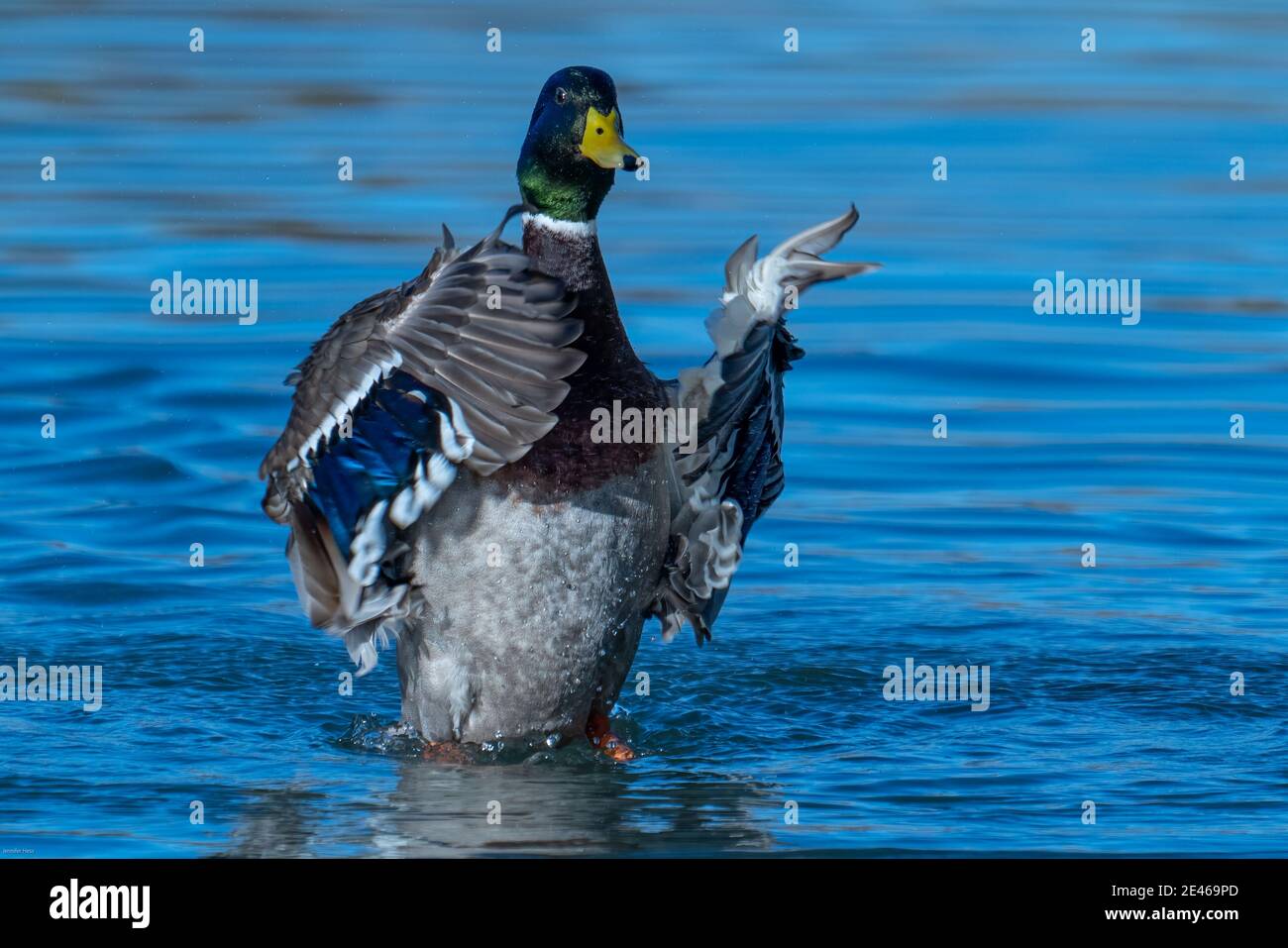 One male Mallard duck splashing Stock Photo - Alamy
