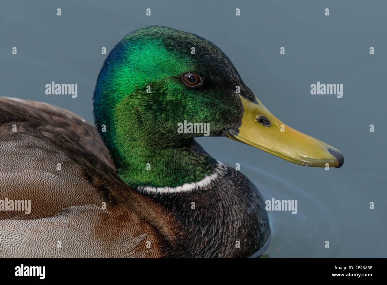 Male Mallard duck portrait Stock Photo - Alamy