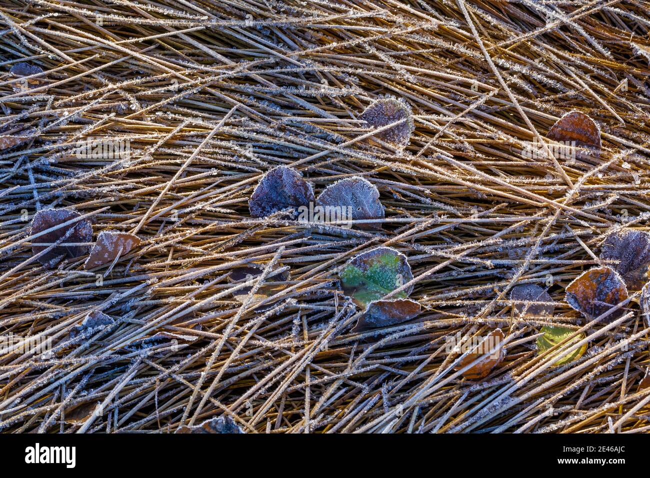 Frost crytals forming on Trembling Aspen leaves on an autumn morning ...