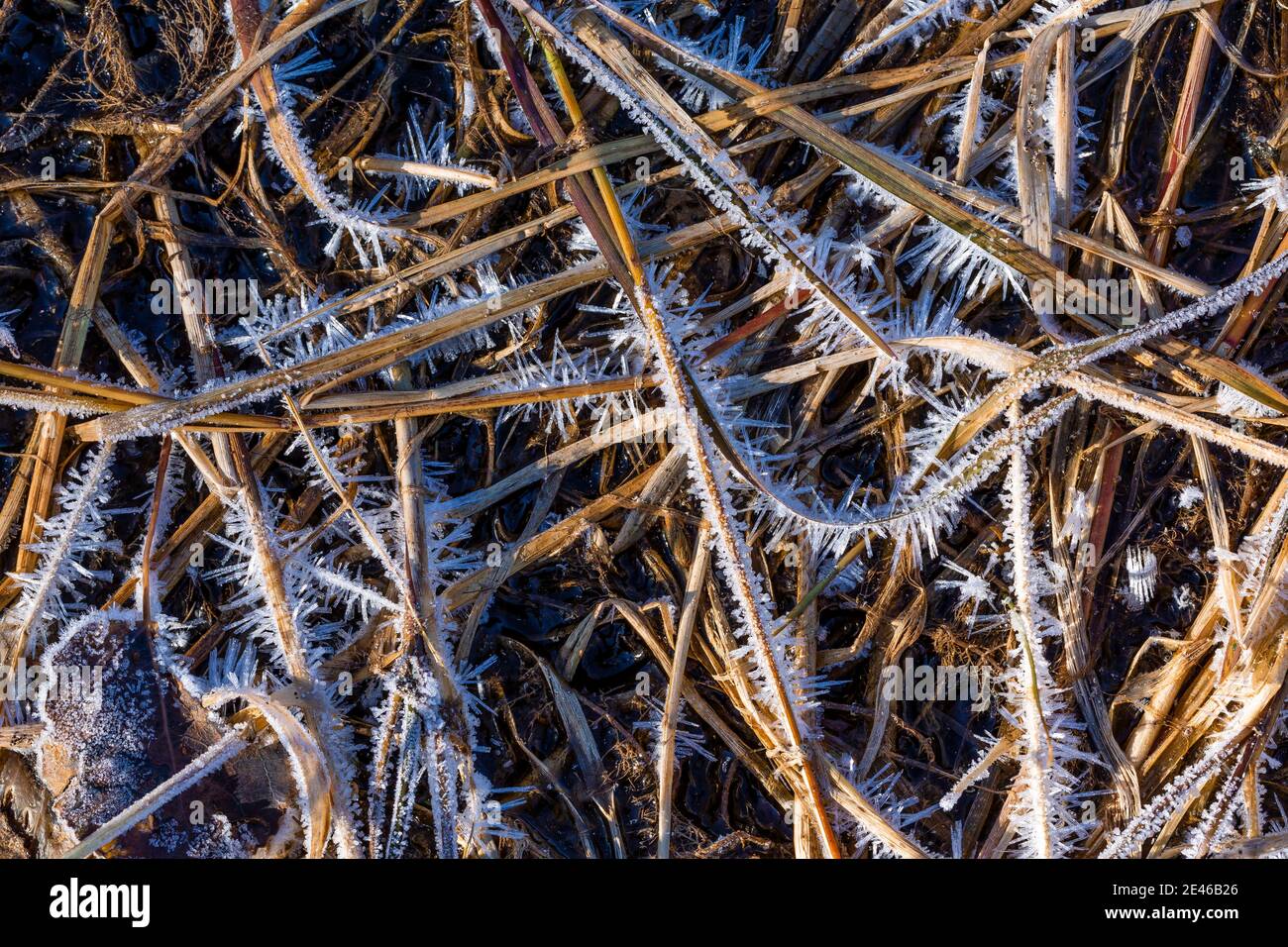 Frost crytals forming on grasses on an autumn morning along Lily Lake ...