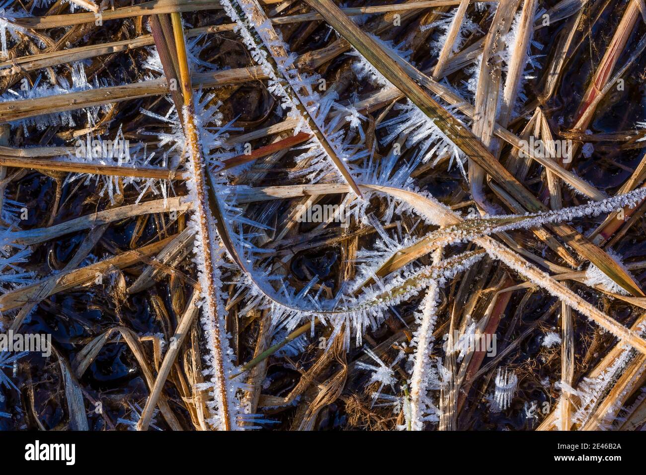 Frost crytals forming on grasses on an autumn morning along Lily Lake ...