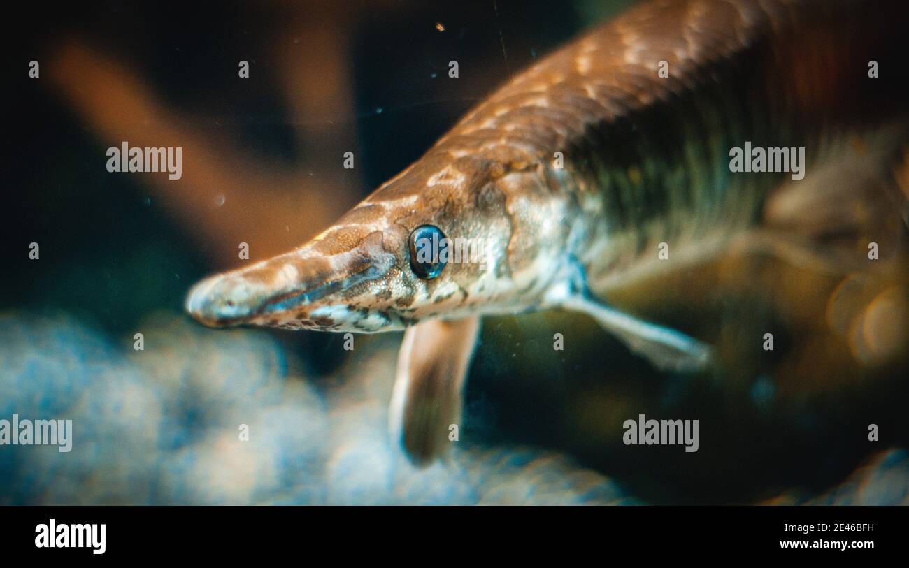 Alligator gar aquarium hi-res stock photography and images - Alamy